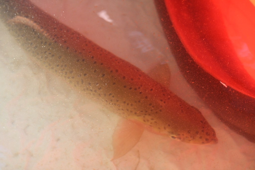 Biodiversity – Tomahawk Lagoon Citizen Science Team