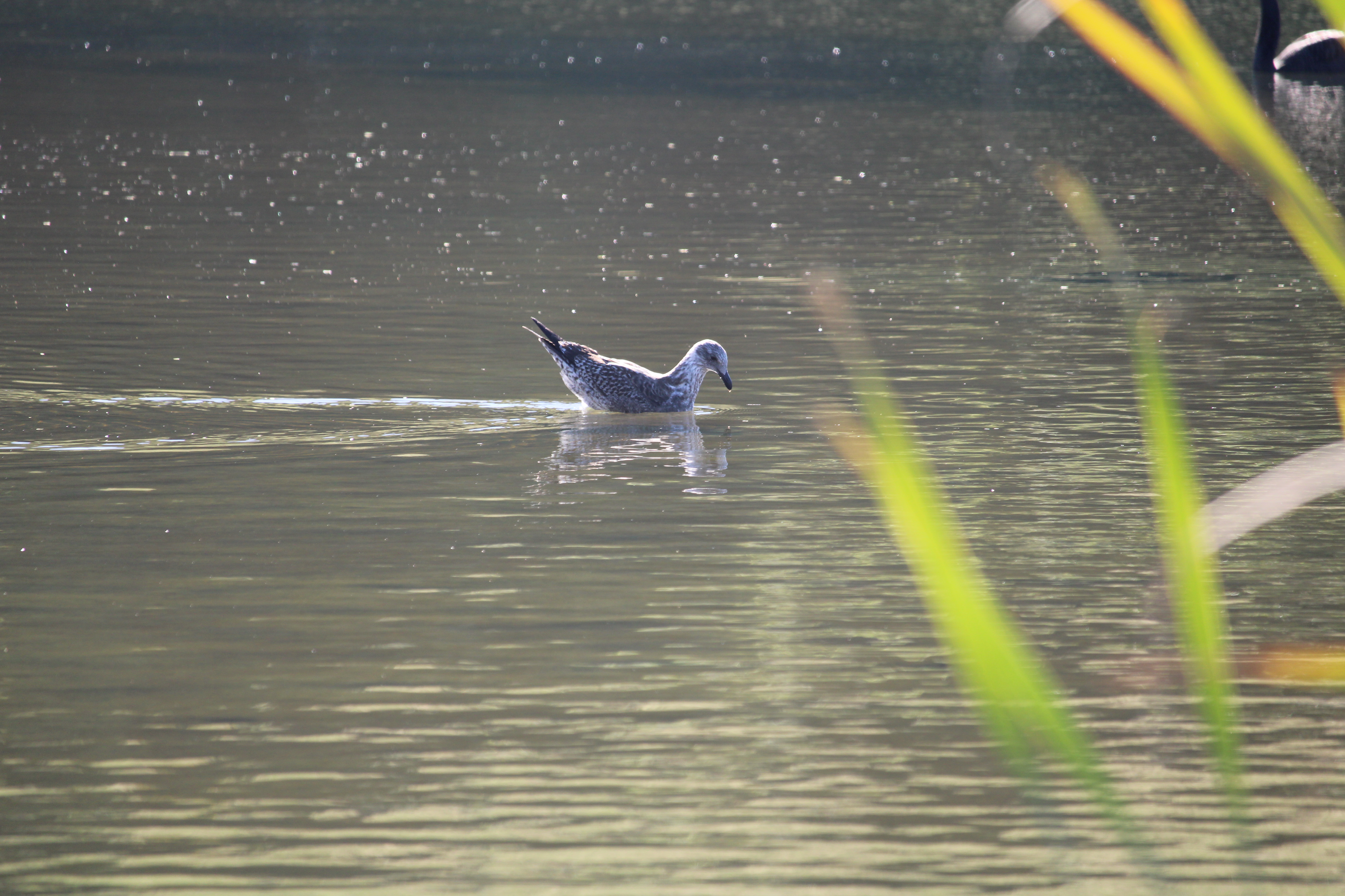 Full Monitoring Day 21/8/2019 – Tomahawk Lagoon Citizen Science Team