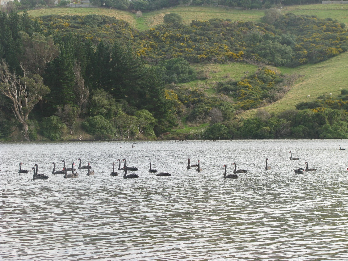 May 6th 2020 Monitoring – Tomahawk Lagoon Citizen Science Team